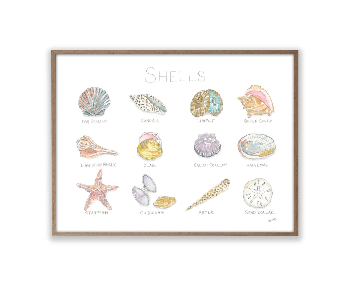 "Shells: A Watercolor Story” Print – Elizabeth Wade Studio